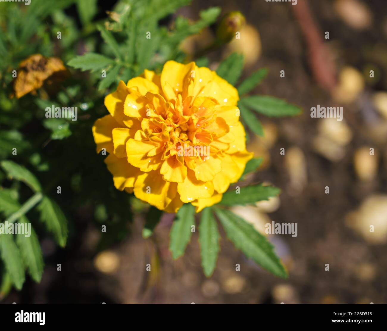 Aztec marigold hi-res stock photography and images - Alamy