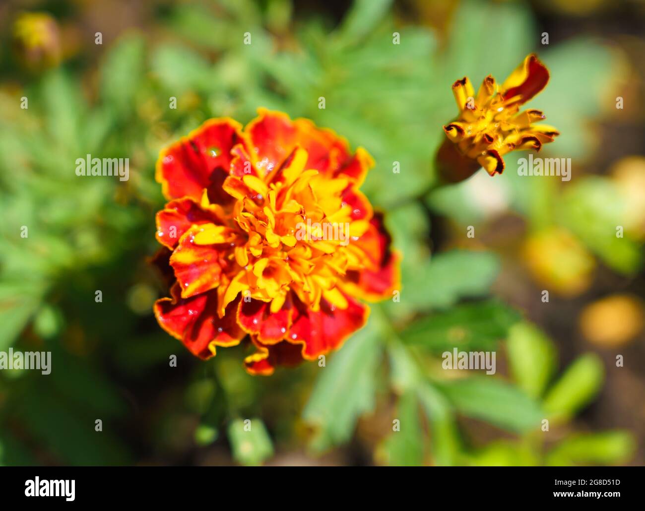 Aztec marigold hi-res stock photography and images - Alamy