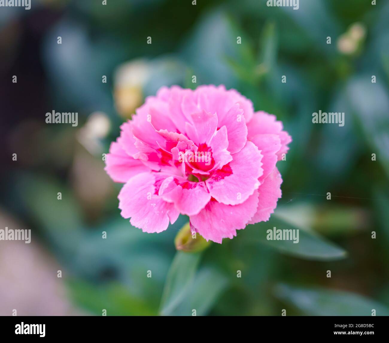 Carnation closeup hi-res stock photography and images - Alamy