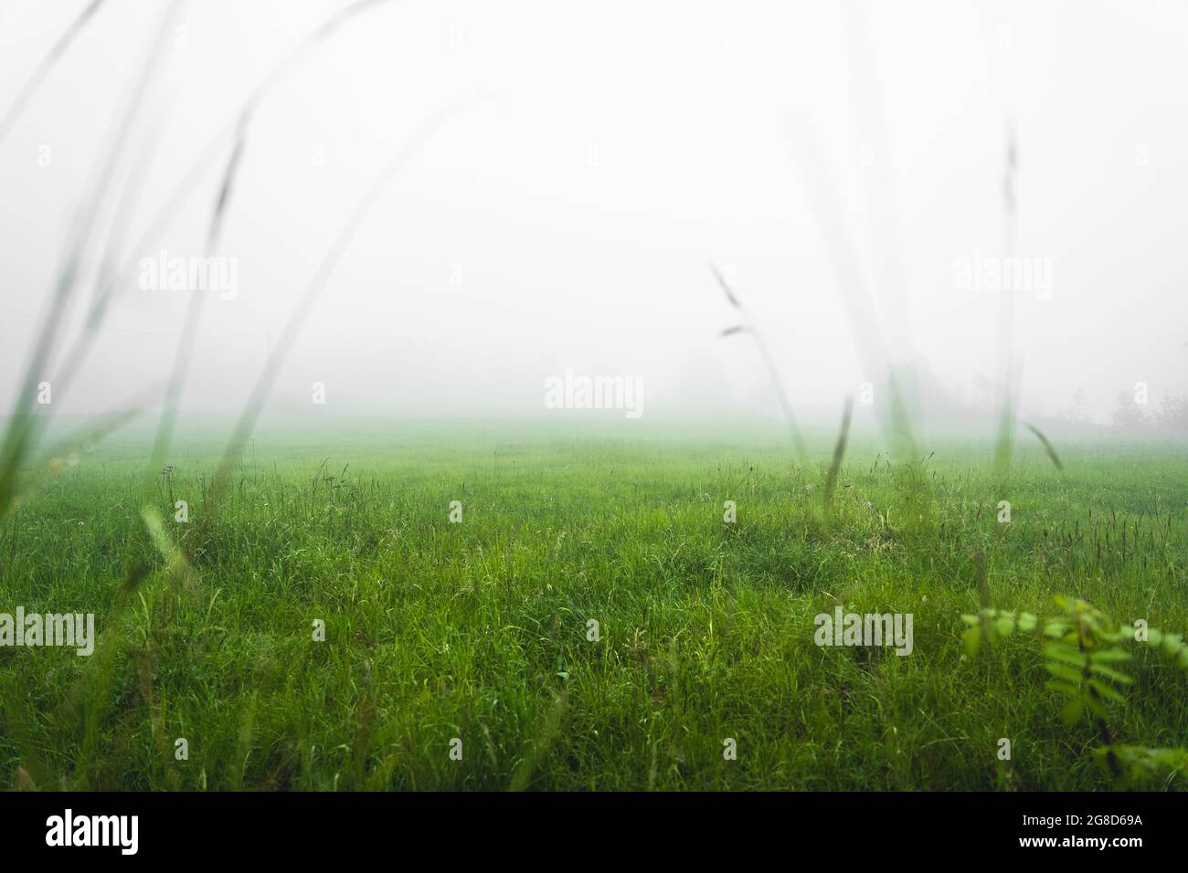 Green grass field with dense fog Stock Photo - Alamy