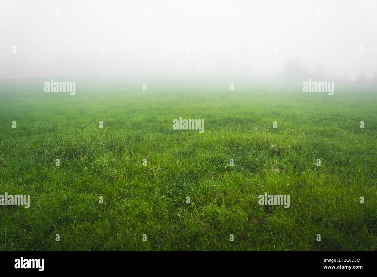 Green grass field with dense fog Stock Photo - Alamy