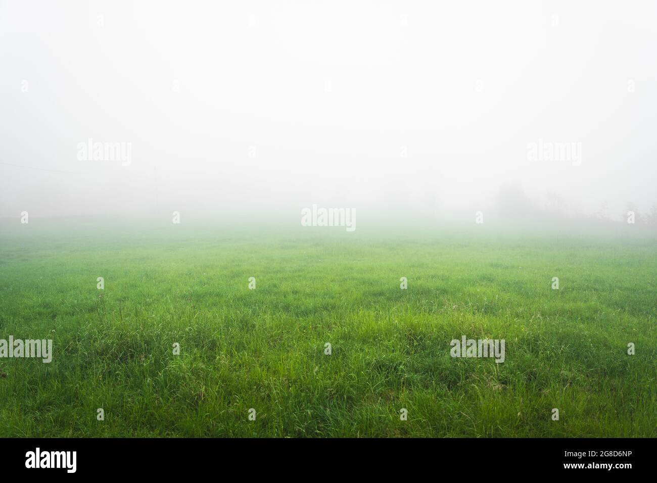 Green grass field with dense fog Stock Photo - Alamy