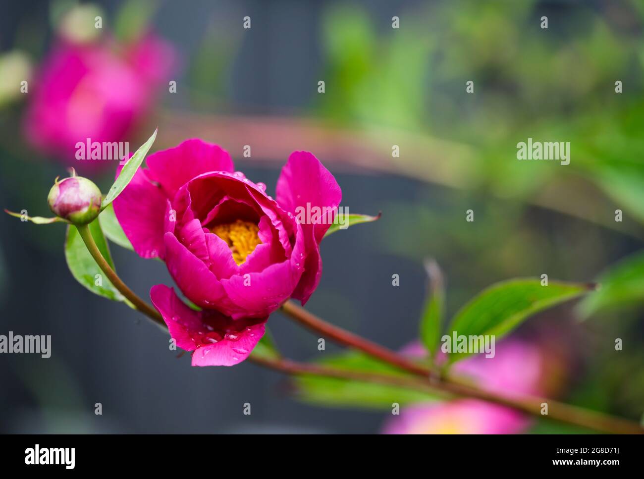 The photo shows several flower strands of a peony Stock Photo - Alamy