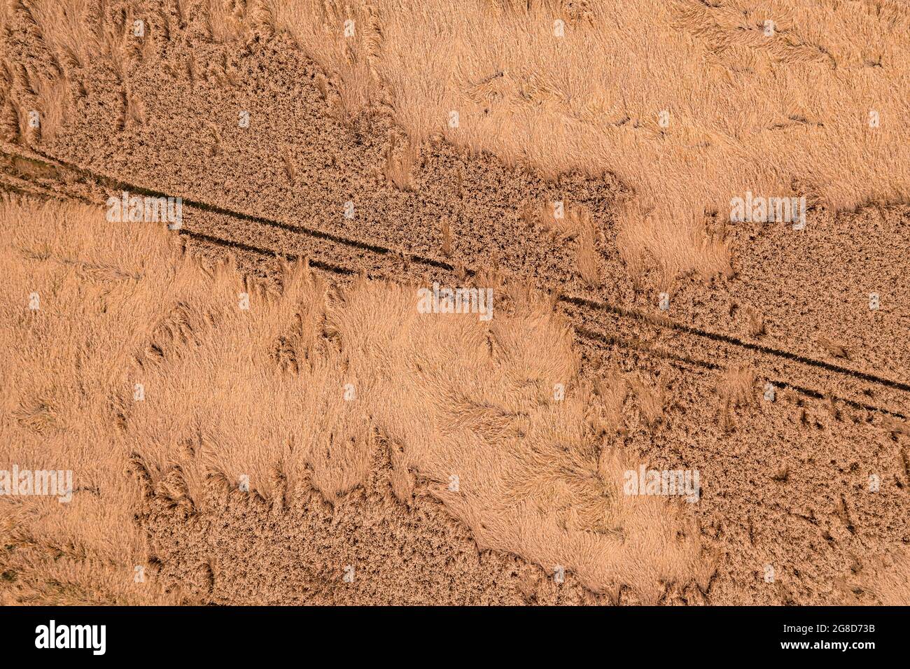 Aerial view of a grain field that was devastated after a storm and ...