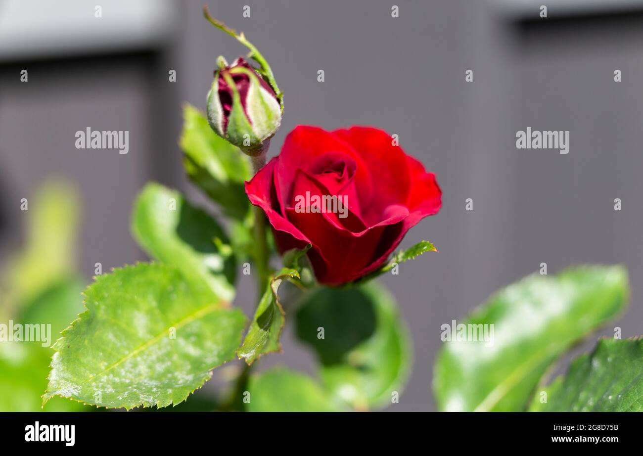 Closed rose flowers hi-res stock photography and images - Alamy