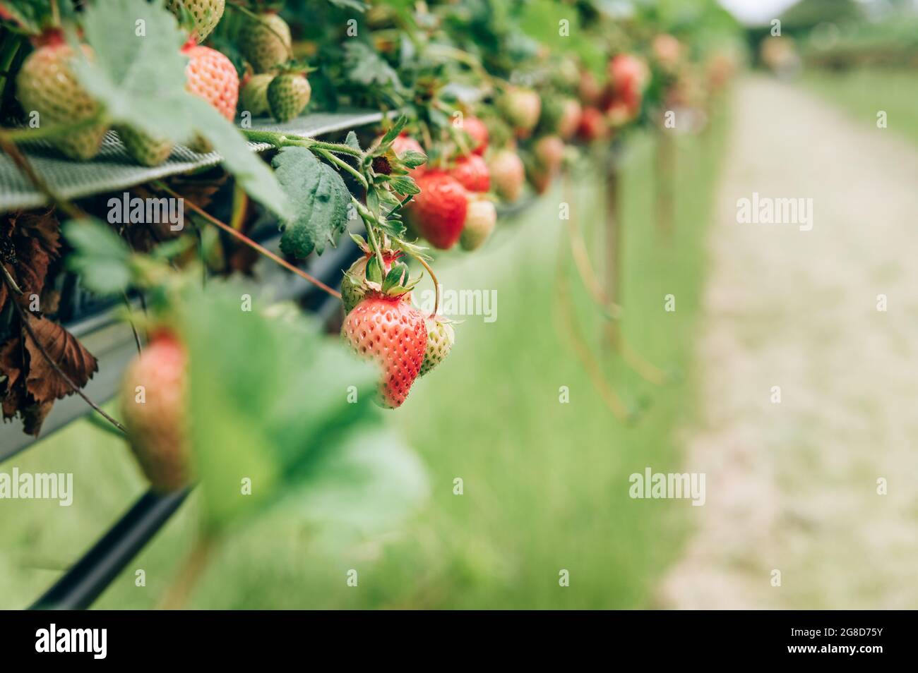 Strawberry picking in the farm Stock Photo - Alamy