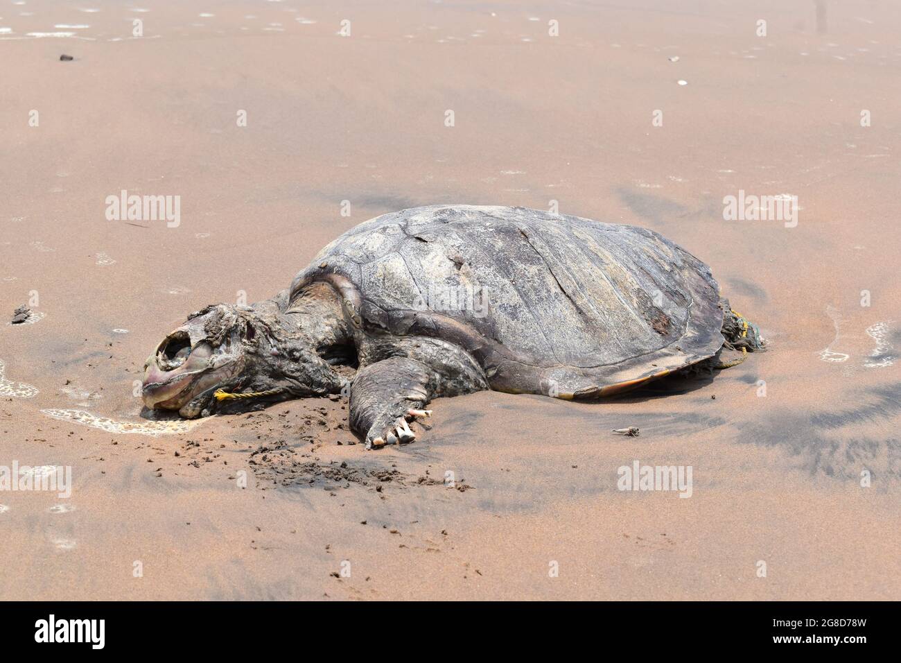 ORTOISE died in INDIAN OCEAN. Sad to share, in the Indian Ocean ...