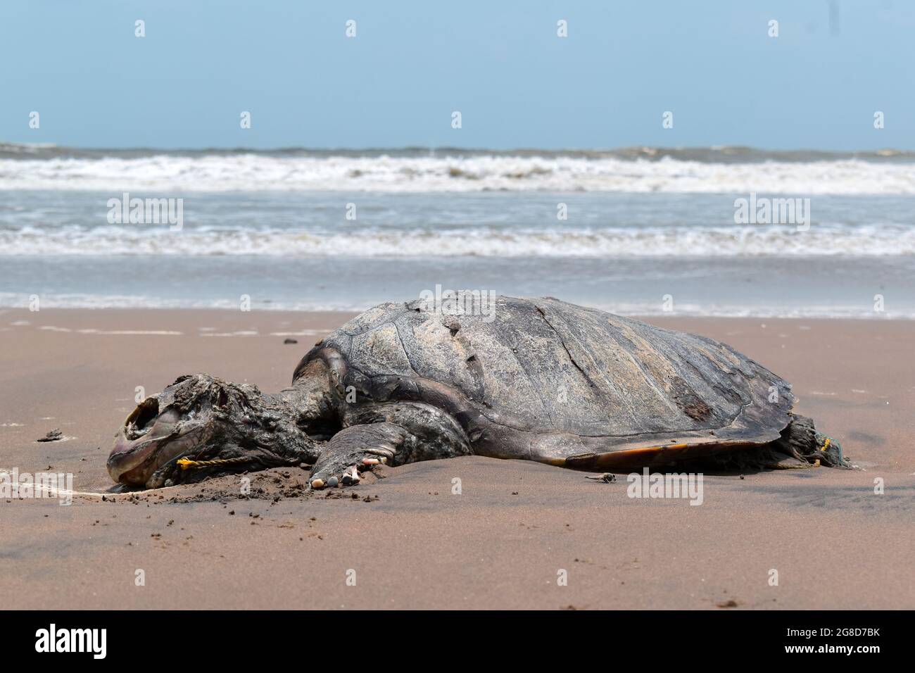 Mother sea turtle hi-res stock photography and images - Alamy