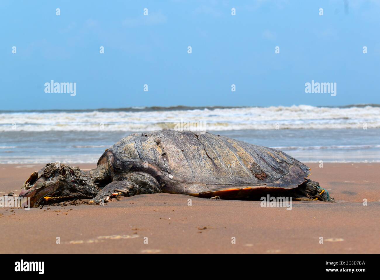 TORTOISE died in INDIAN OCEAN. Sad to share, in the Indian Ocean ...