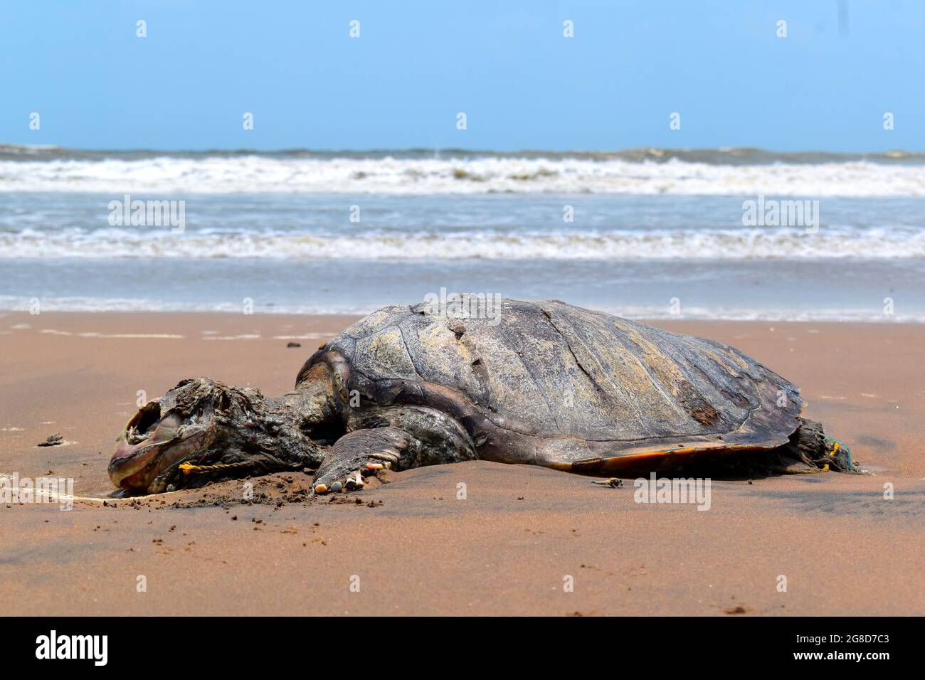 TORTOISE died in INDIAN OCEAN. Sad to share, in the Indian Ocean ...