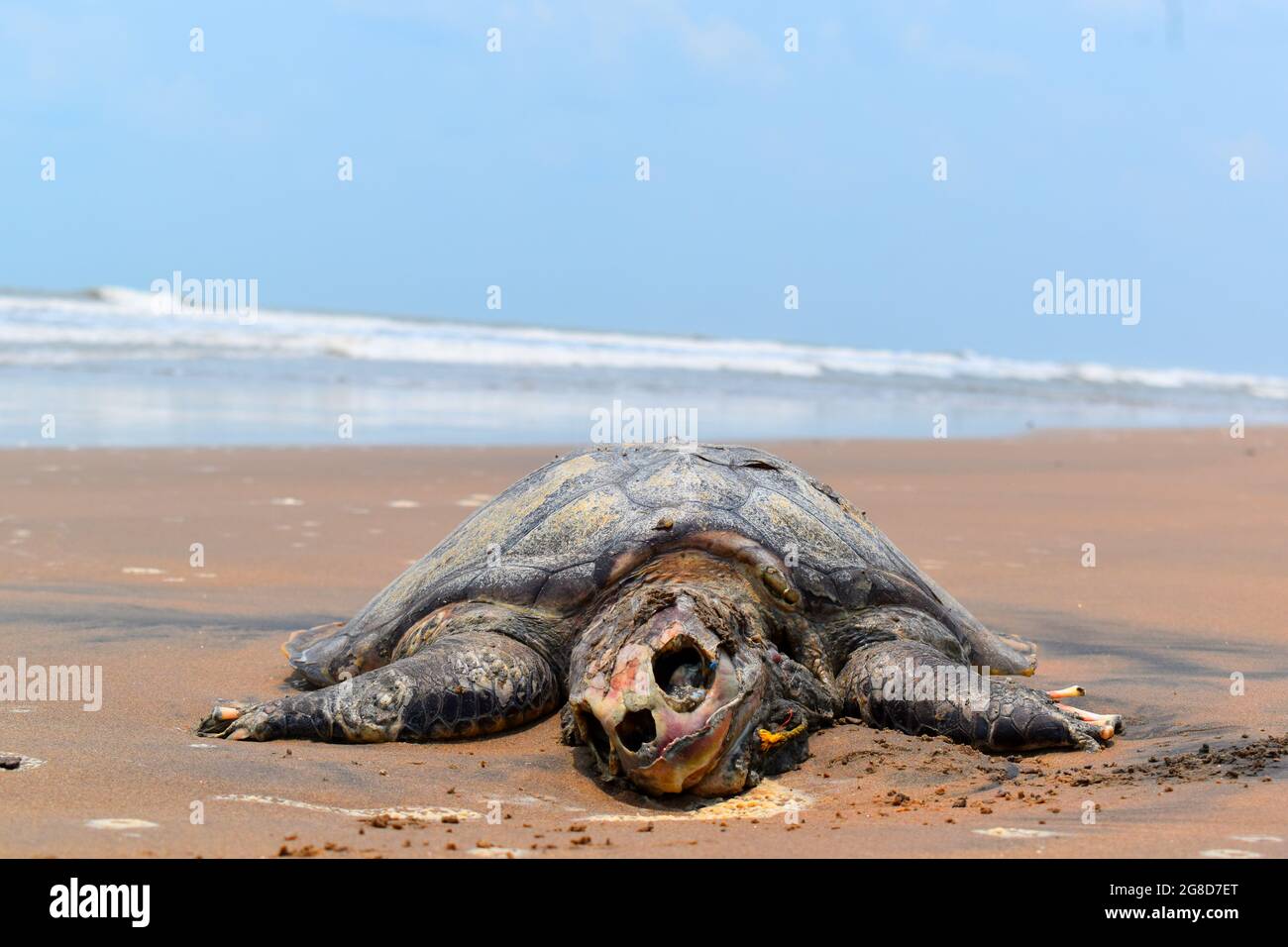 TORTOISE died in INDIAN OCEAN. Sad to share, in the Indian Ocean ...