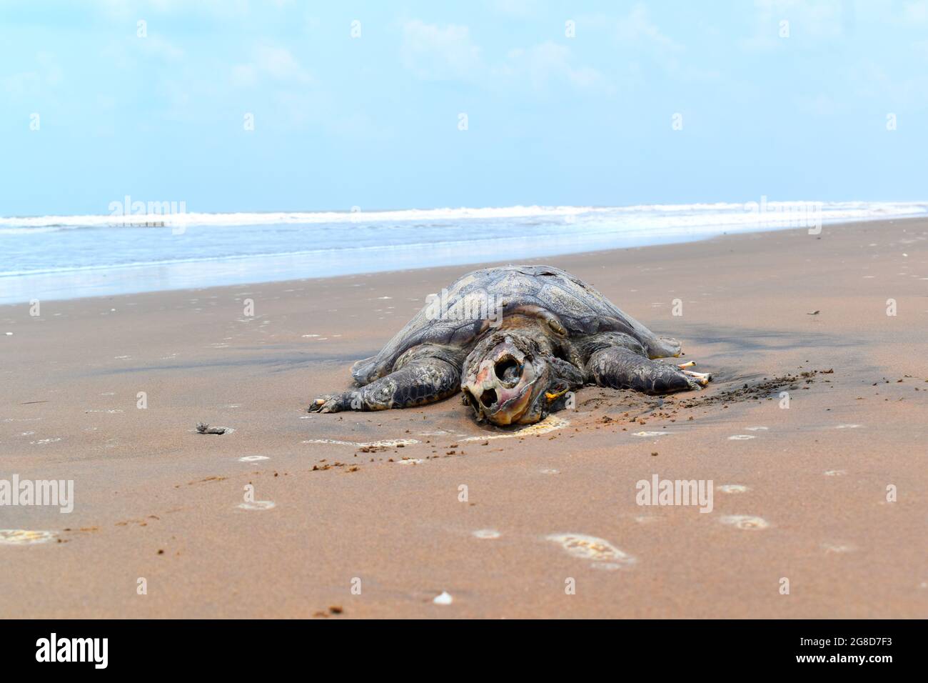 TORTOISE died in INDIAN OCEAN. Sad to share, in the Indian Ocean ...