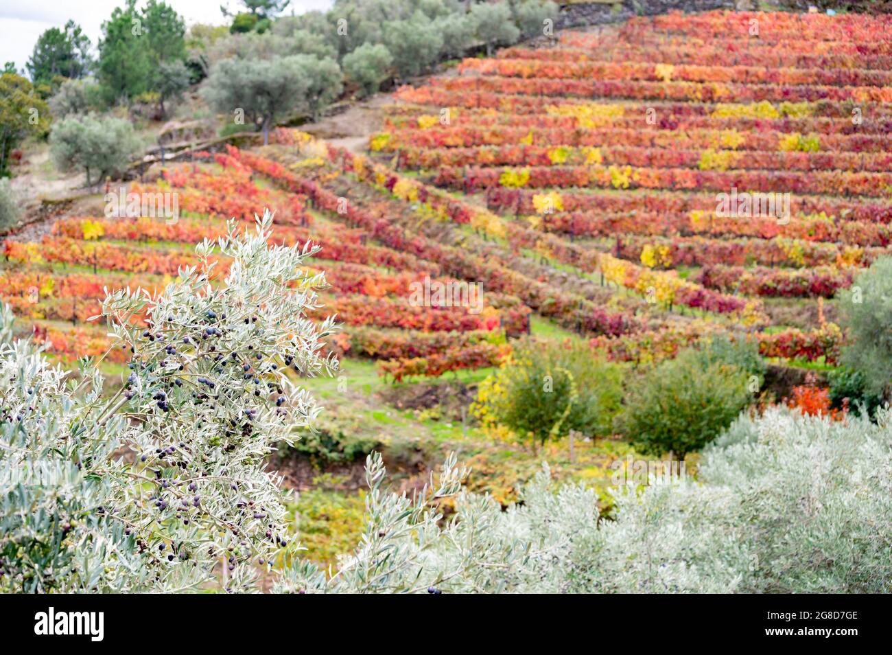 Colorful autumn landscape of oldest wine region in world Douro valley ...
