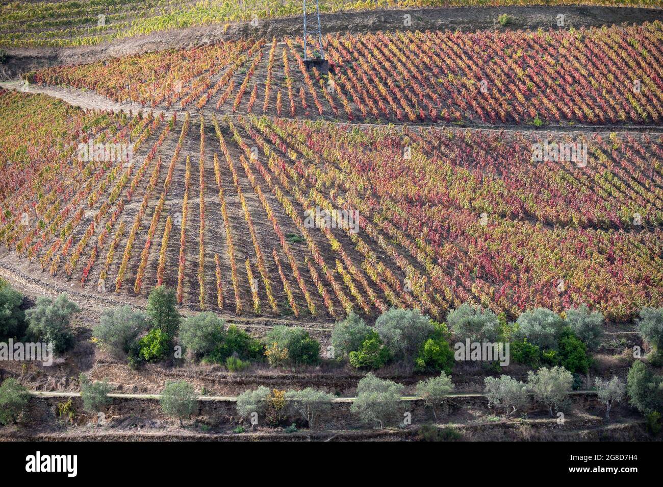 Colorful autumn landscape of oldest wine region in world Douro valley ...
