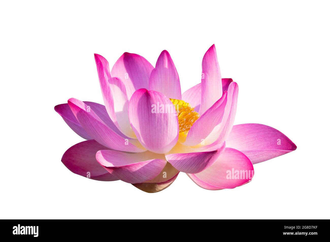 Beautiful blooming white blossom Cut Out Stock Images & Pictures - Alamy