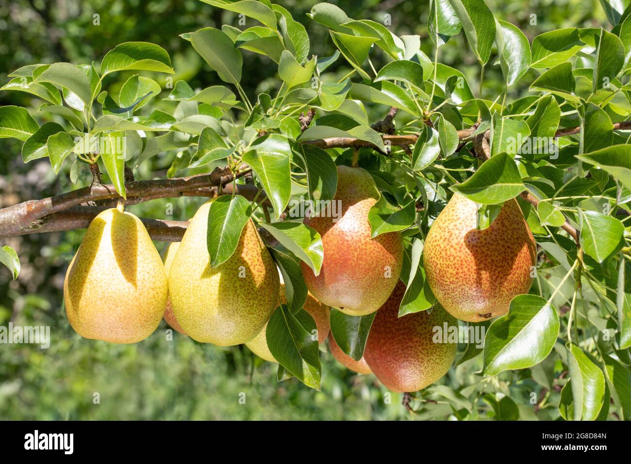 Forelle pear tree hi-res stock photography and images - Alamy