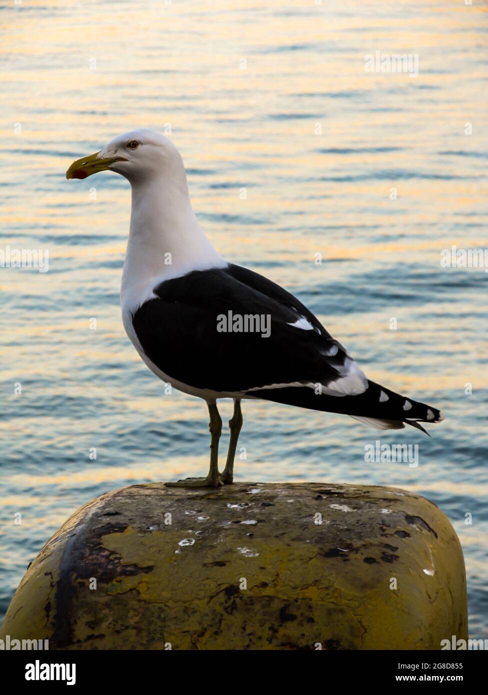 Black backed kelp gull hi-res stock photography and images - Alamy