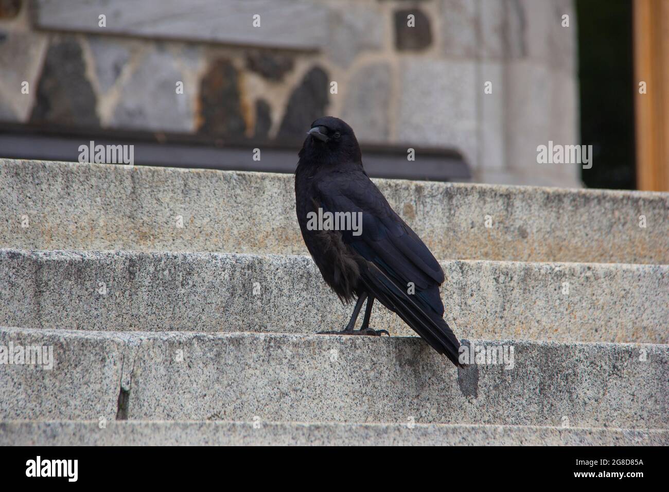 Black crow on stone step Stock Photo - Alamy