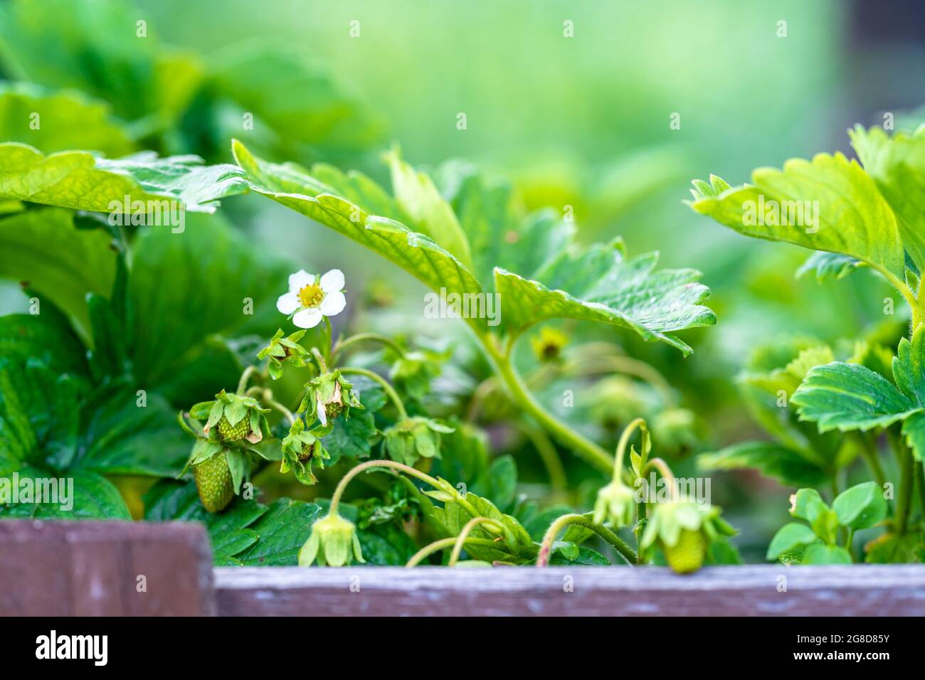 Ripe young strawberry flower hi-res stock photography and images - Alamy