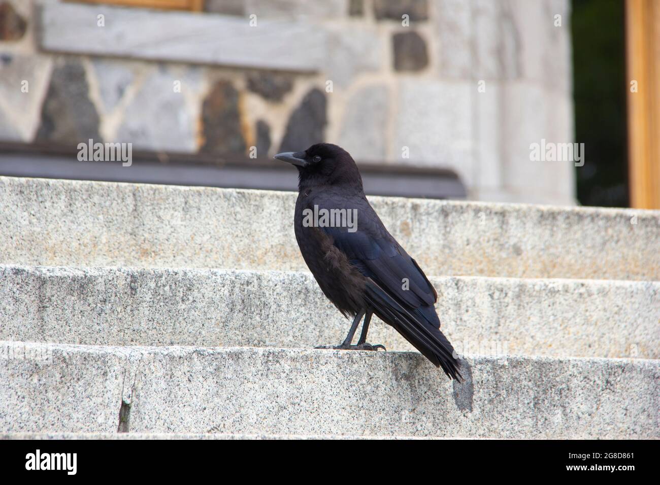 Crow Step High Resolution Stock Photography and Images - Alamy