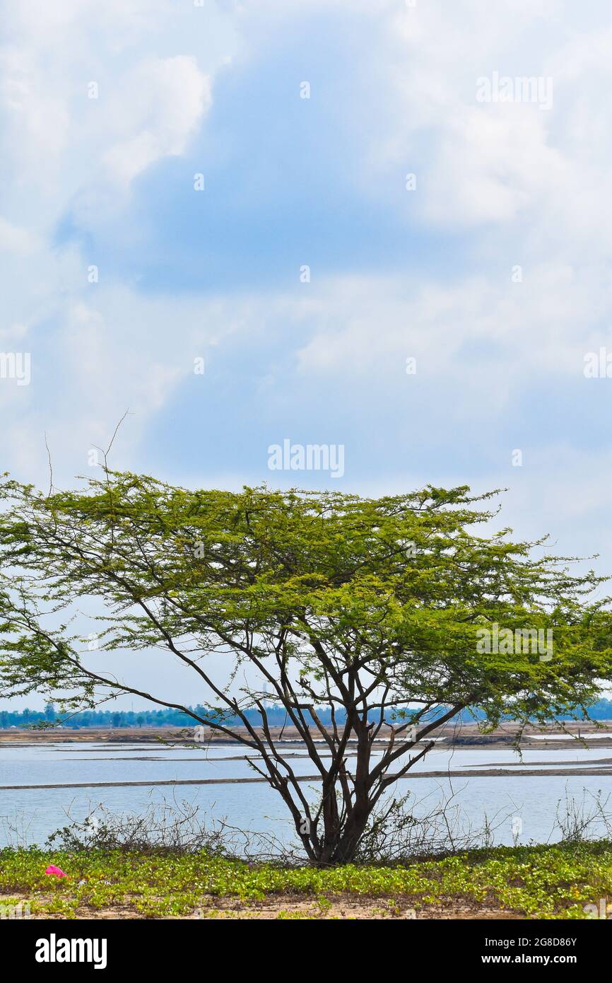Beautiful tree at the beach near indian ocean. Trees and their ...