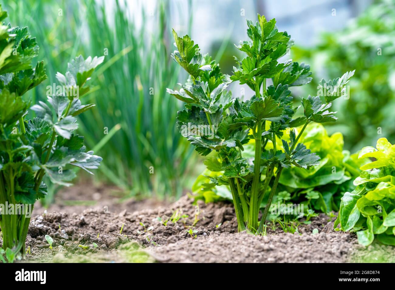 Celery plantation hi-res stock photography and images - Alamy