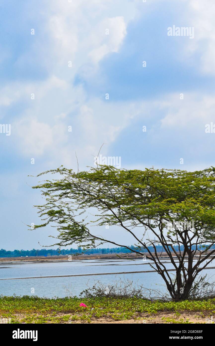 Beautiful tree at the beach near indian ocean. Trees and their ...