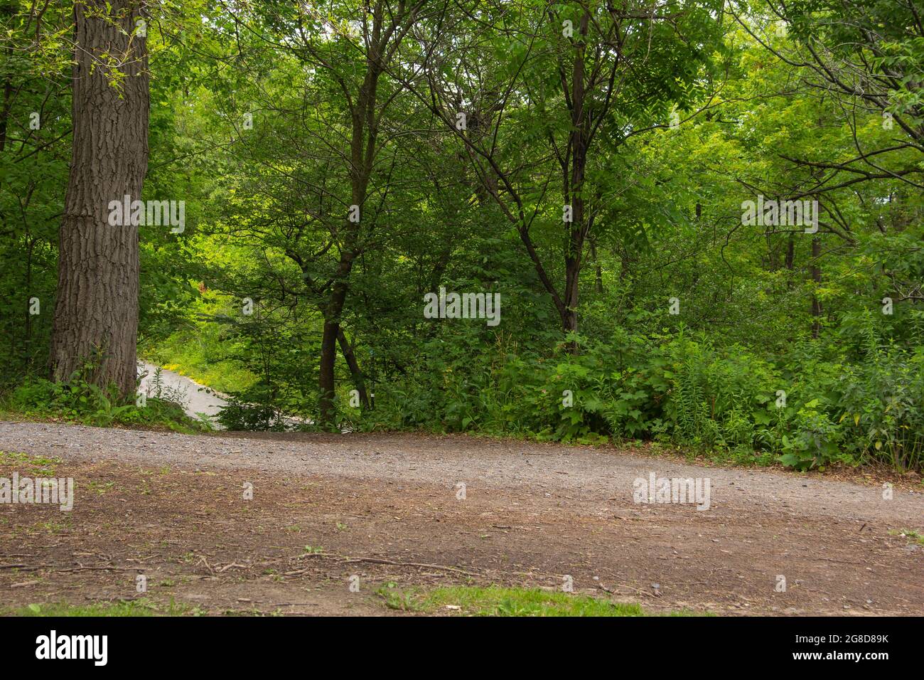 Paved path woods hi-res stock photography and images - Alamy