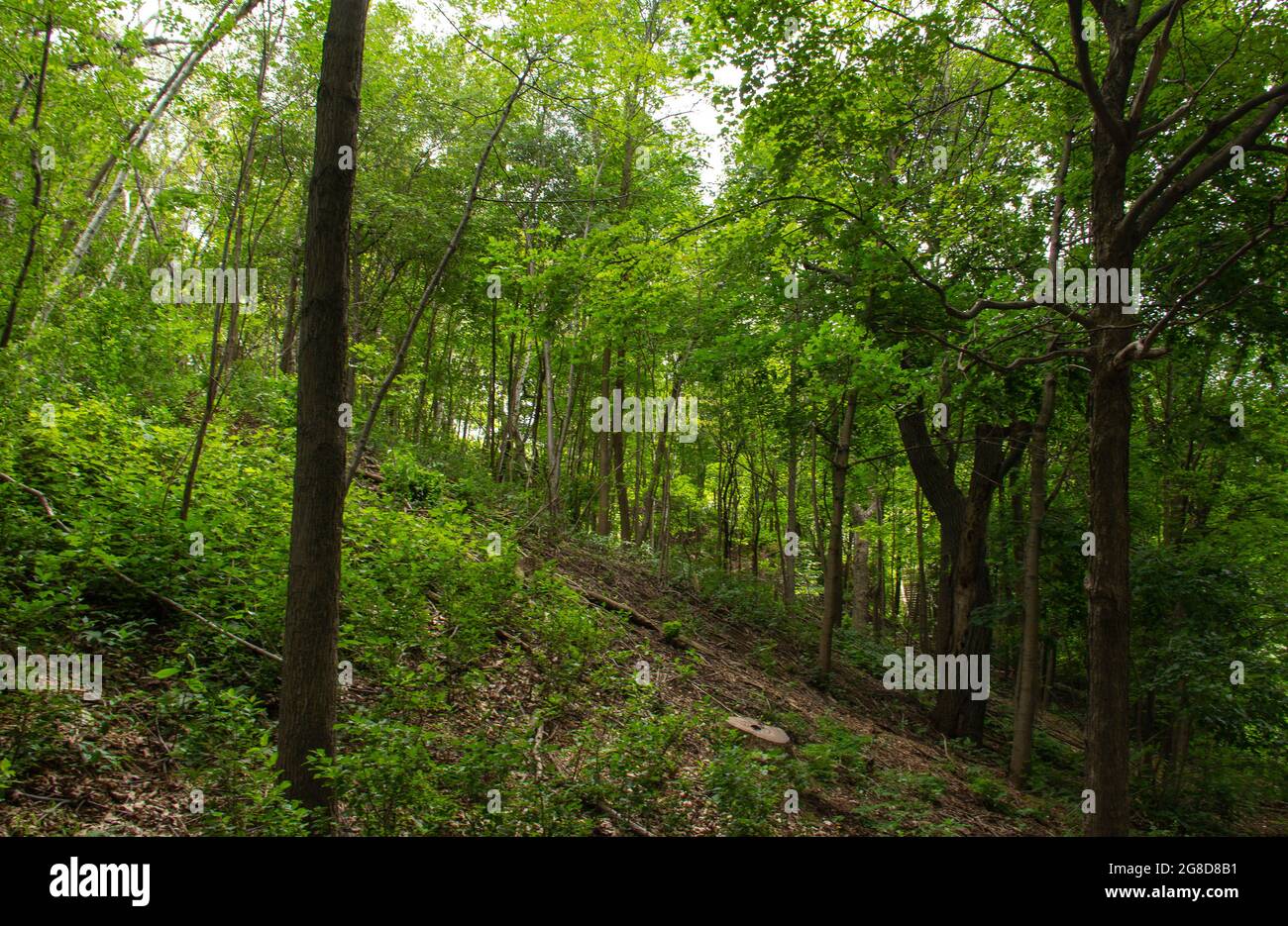 Pine woodland slope hi-res stock photography and images - Alamy