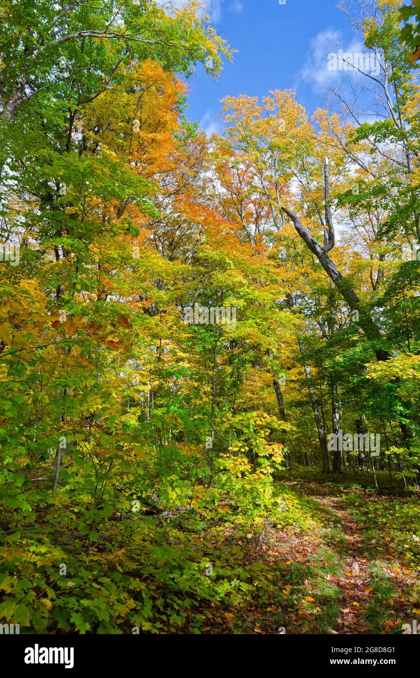 Fall colorful trees in Killarney park . Ontario, Canada Stock Photo - Alamy