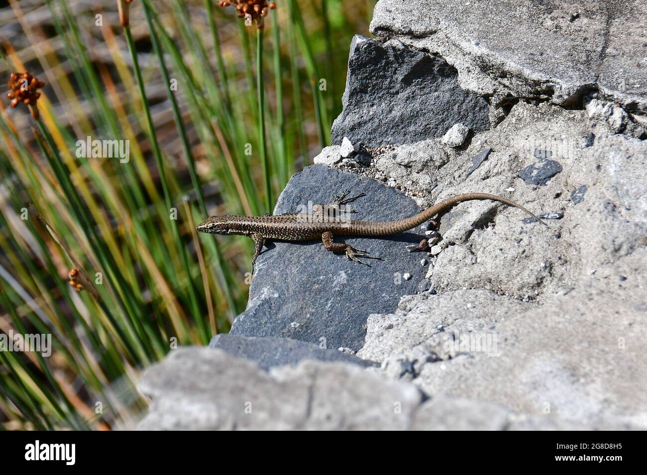 Madeiran wall lizard, Madeira-Eidechse, Madeira-Mauereidechse, Teira ...