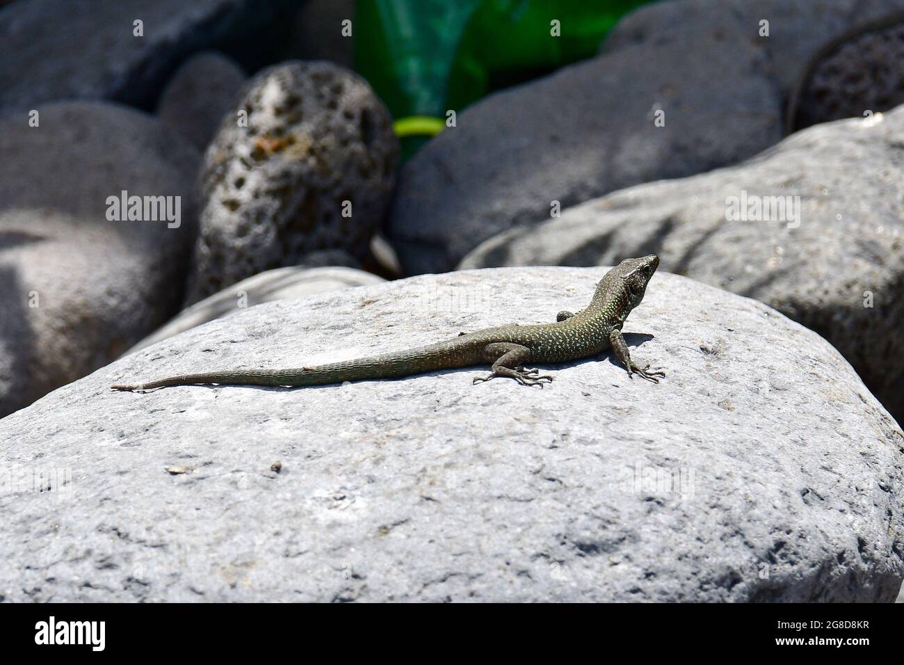 Madeiran wall lizard, Madeira-Eidechse, Madeira-Mauereidechse, Teira ...