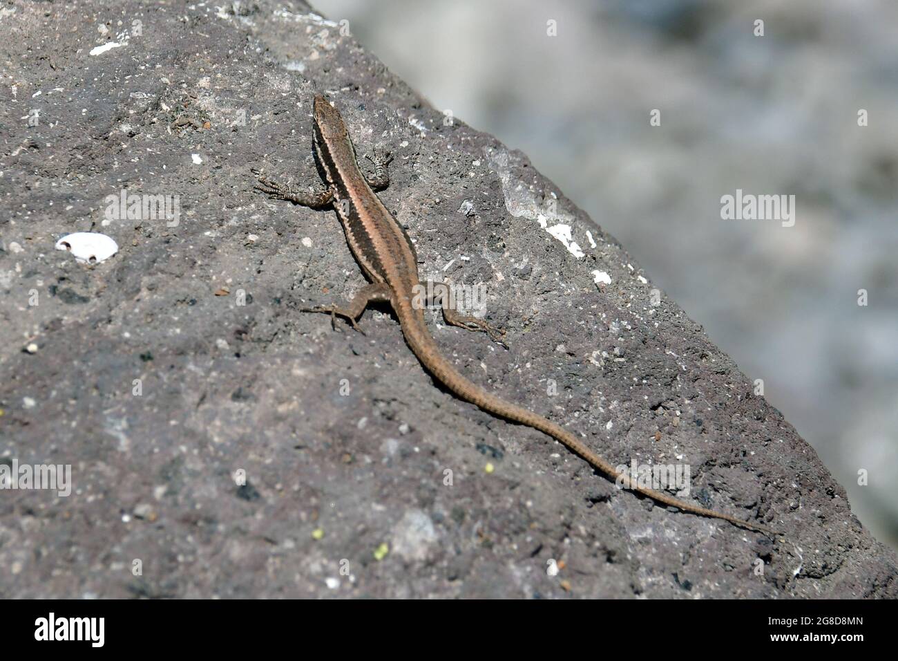 Madeiran wall lizard, Madeira-Eidechse, Madeira-Mauereidechse, Teira ...