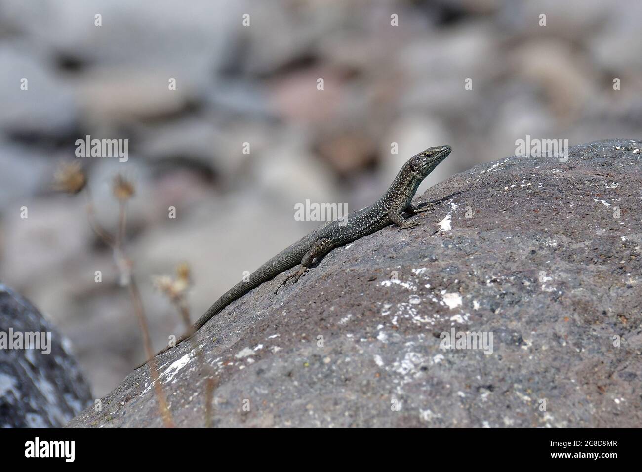 Madeira mauereidechse hi-res stock photography and images - Alamy