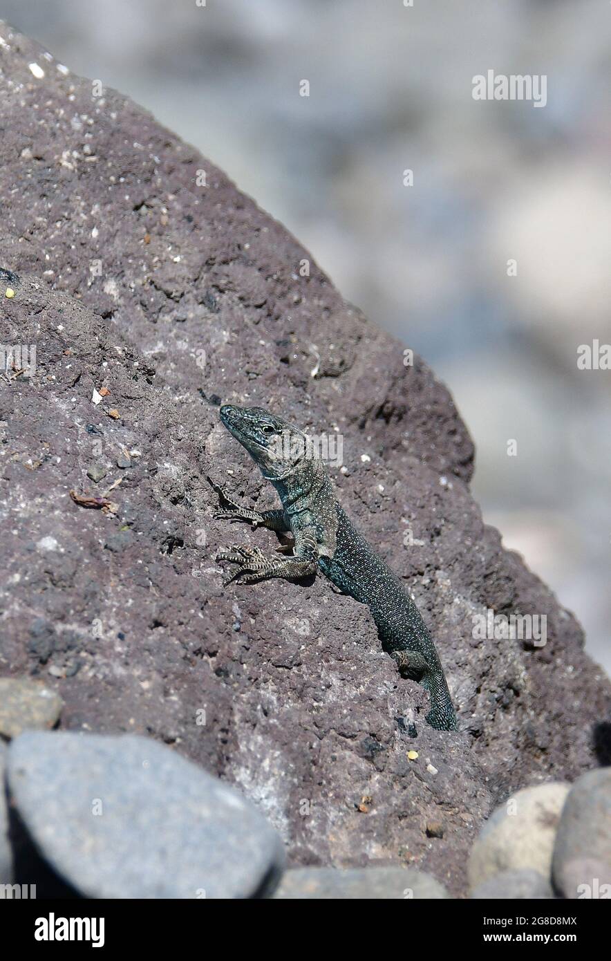 Madeiran wall lizard, Madeira-Eidechse, Madeira-Mauereidechse, Teira ...