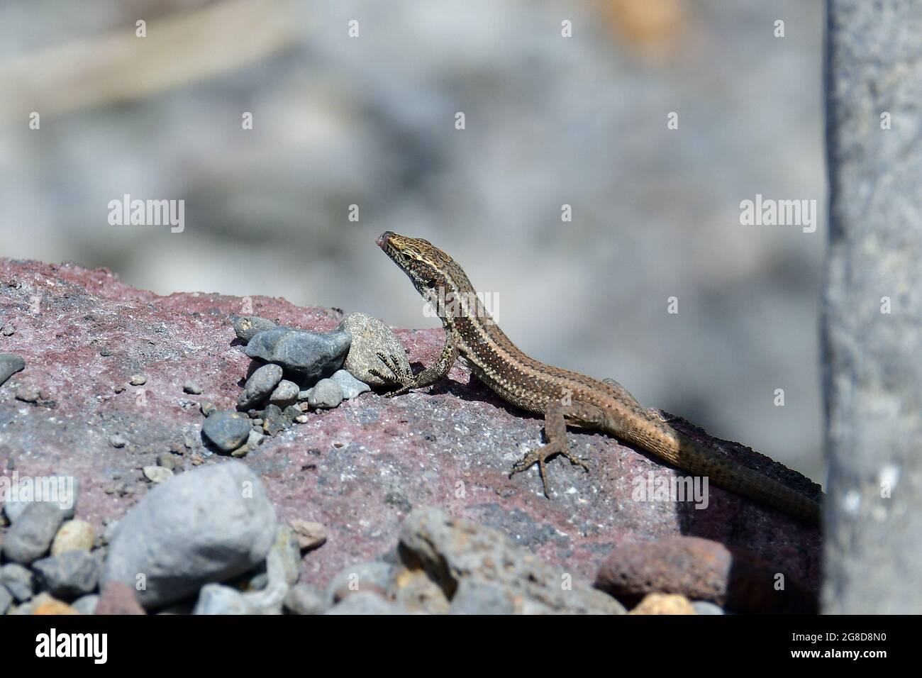 Madeiran wall lizard, Madeira-Eidechse, Madeira-Mauereidechse, Teira ...