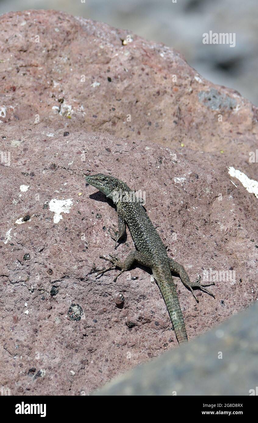 Madeiran wall lizard, Madeira-Eidechse, Madeira-Mauereidechse, Teira ...