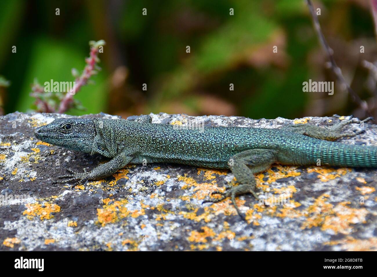 Madeiran wall lizard, Madeira-Eidechse, Madeira-Mauereidechse, Teira ...