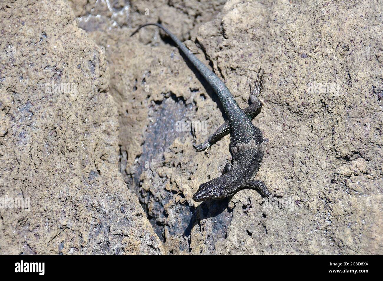 Madeiran wall lizard, Madeira-Eidechse, Madeira-Mauereidechse, Teira ...