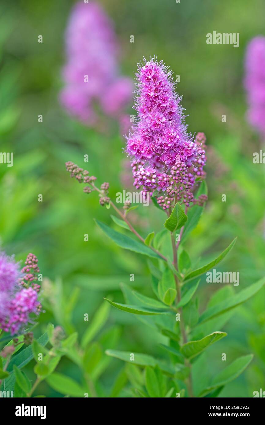 Splendid flowering hi-res stock photography and images - Alamy
