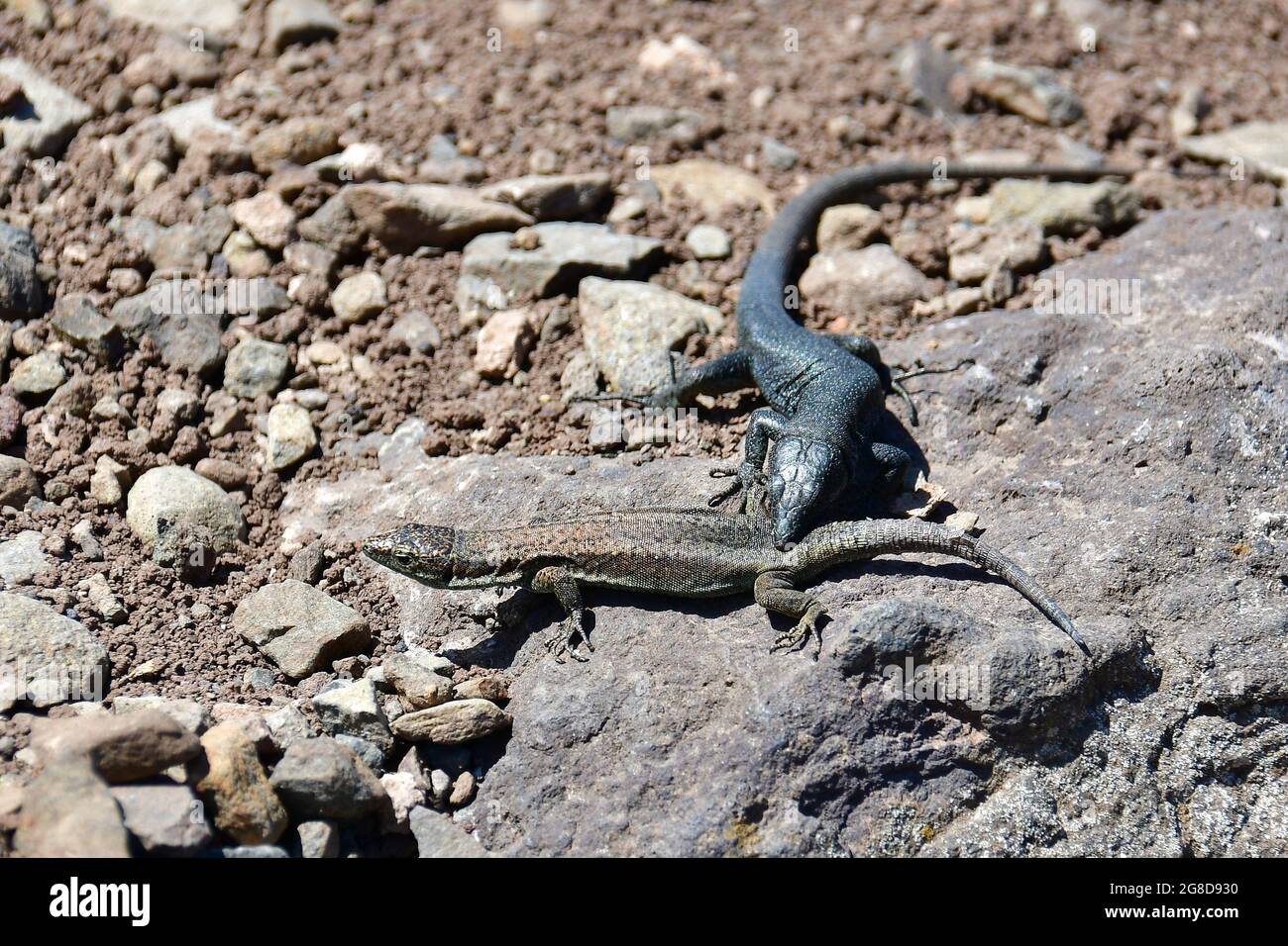 Madeiran wall lizard, Madeira-Eidechse, Madeira-Mauereidechse, Teira ...