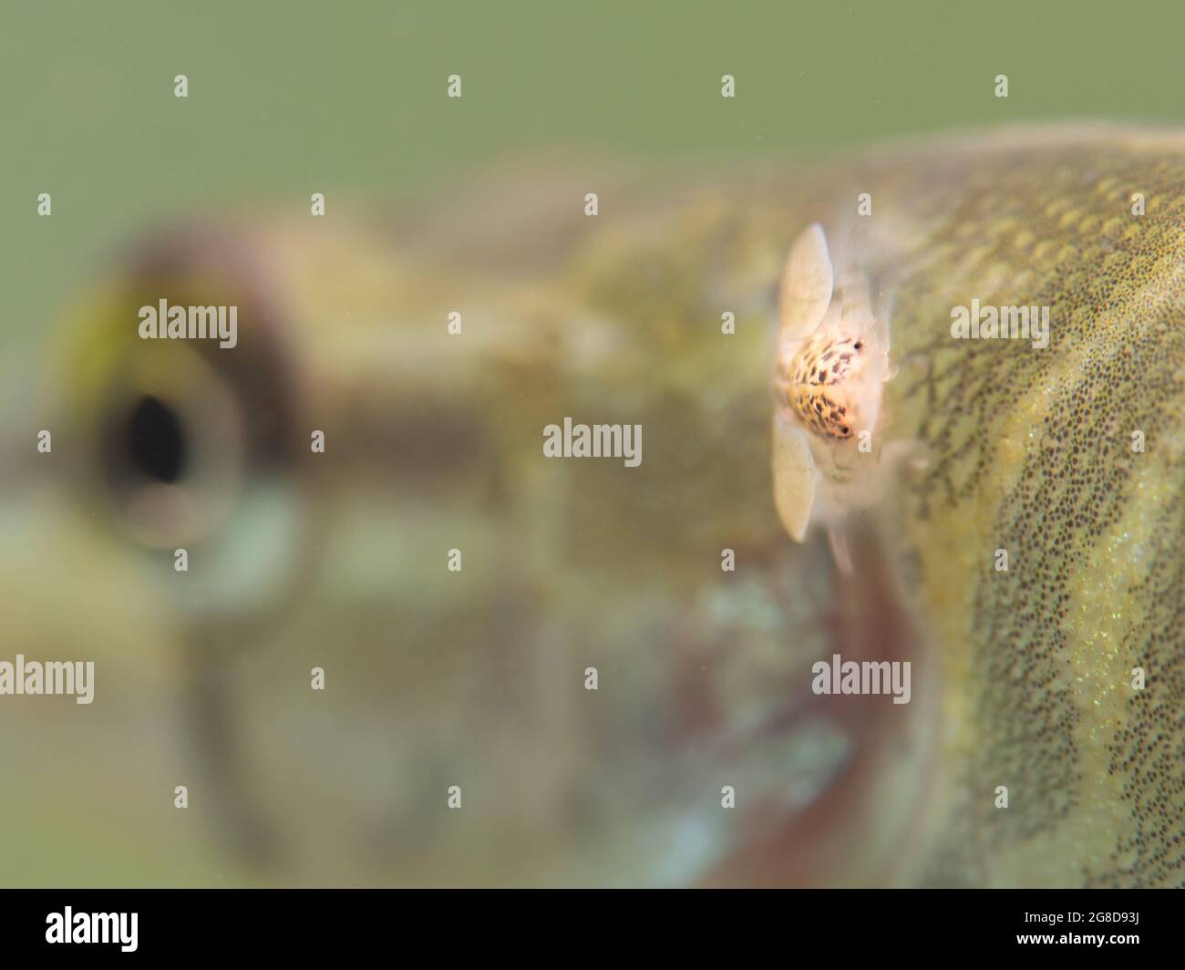 Fish louse hi-res stock photography and images - Alamy