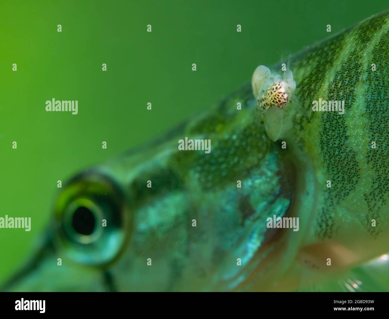 Fish louse hi-res stock photography and images - Alamy