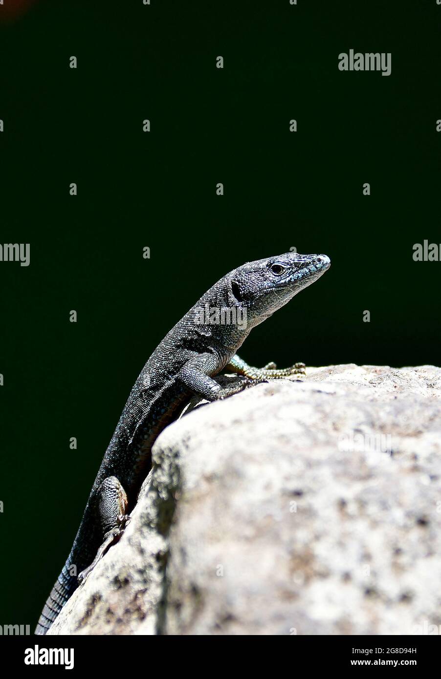 Madeiran wall lizard, Madeira-Eidechse, Madeira-Mauereidechse, Teira ...