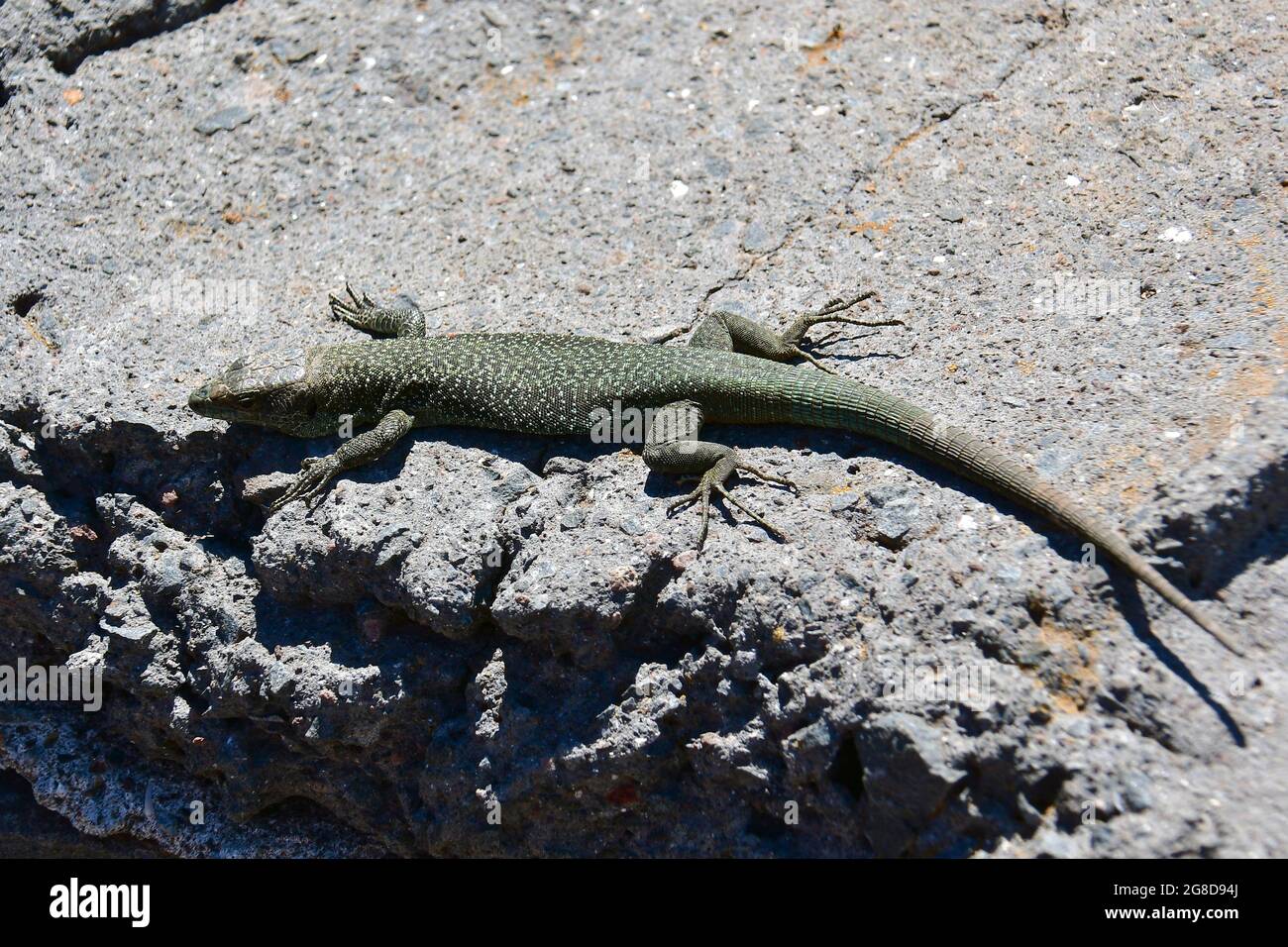Madeiran wall lizard, Madeira-Eidechse, Madeira-Mauereidechse, Teira ...