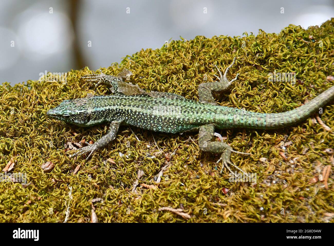 Madeiran wall lizard hi-res stock photography and images - Alamy