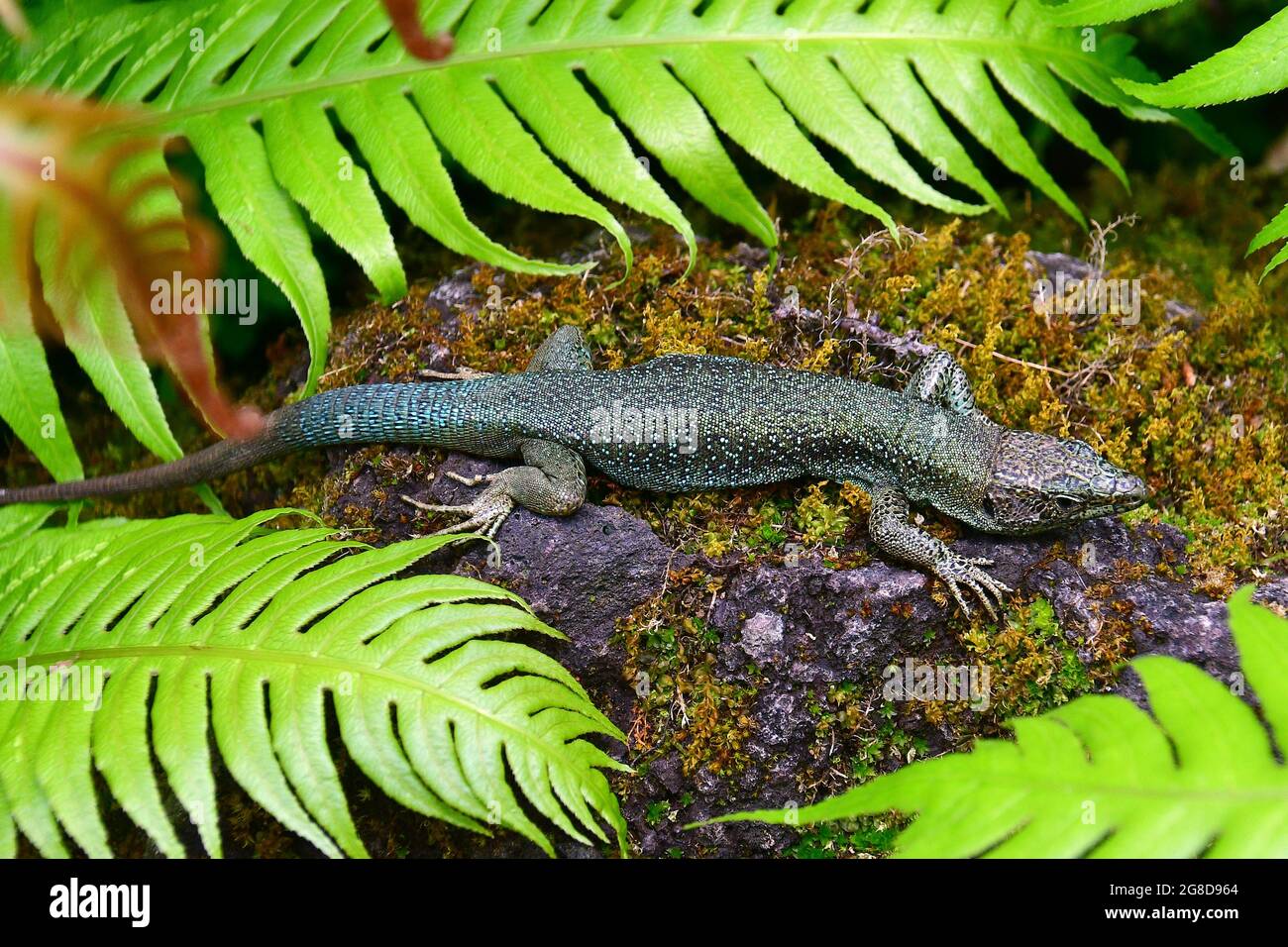 Madeiran wall lizard, Madeira-Eidechse, Madeira-Mauereidechse, Teira ...
