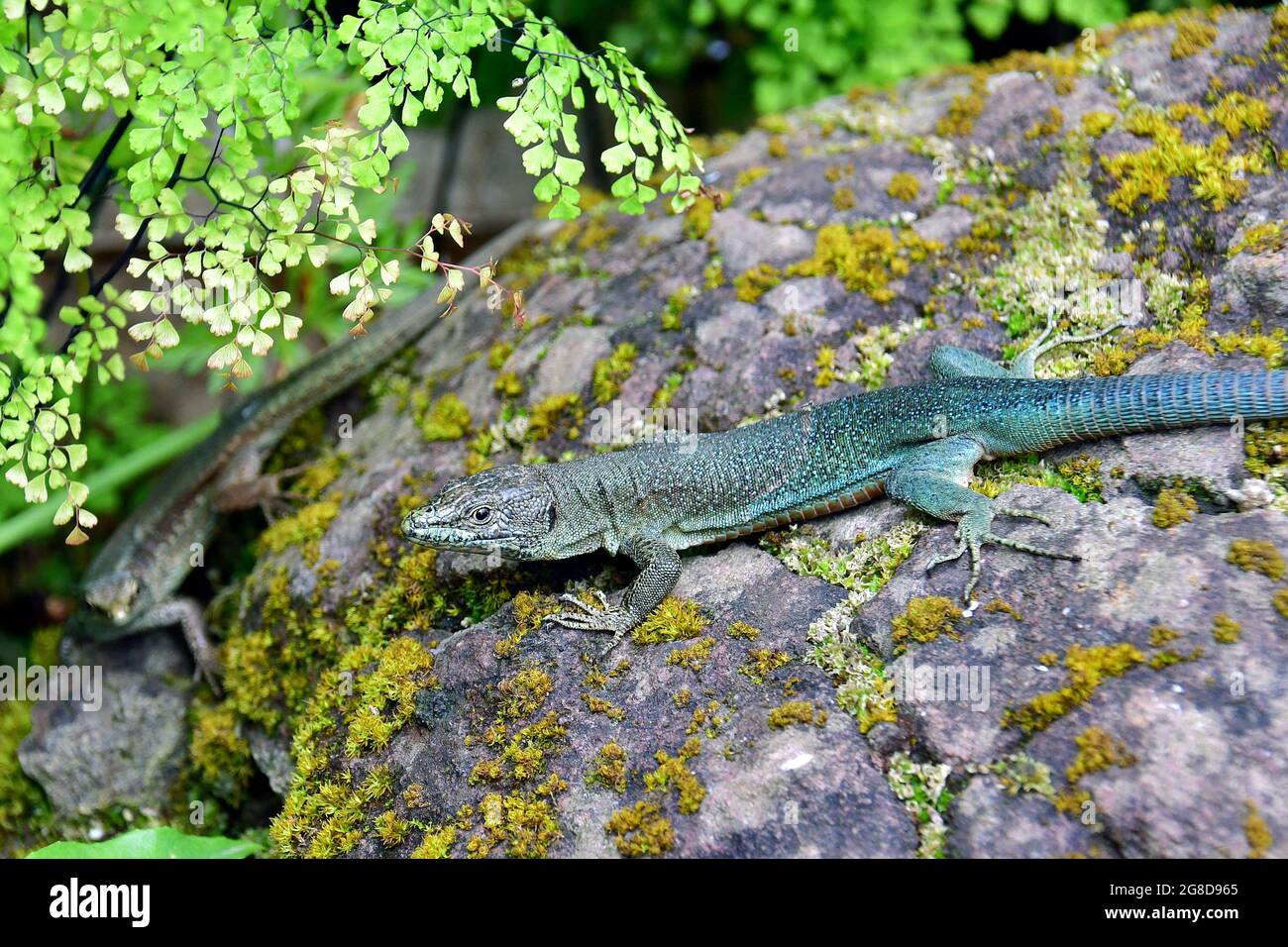 Madeiran wall lizard, Madeira-Eidechse, Madeira-Mauereidechse, Teira ...