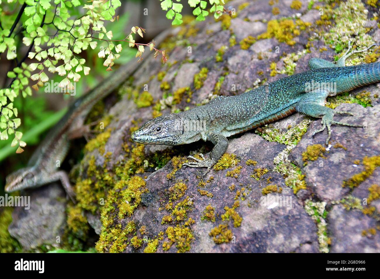 Madeiran wall lizard, Madeira-Eidechse, Madeira-Mauereidechse, Teira ...