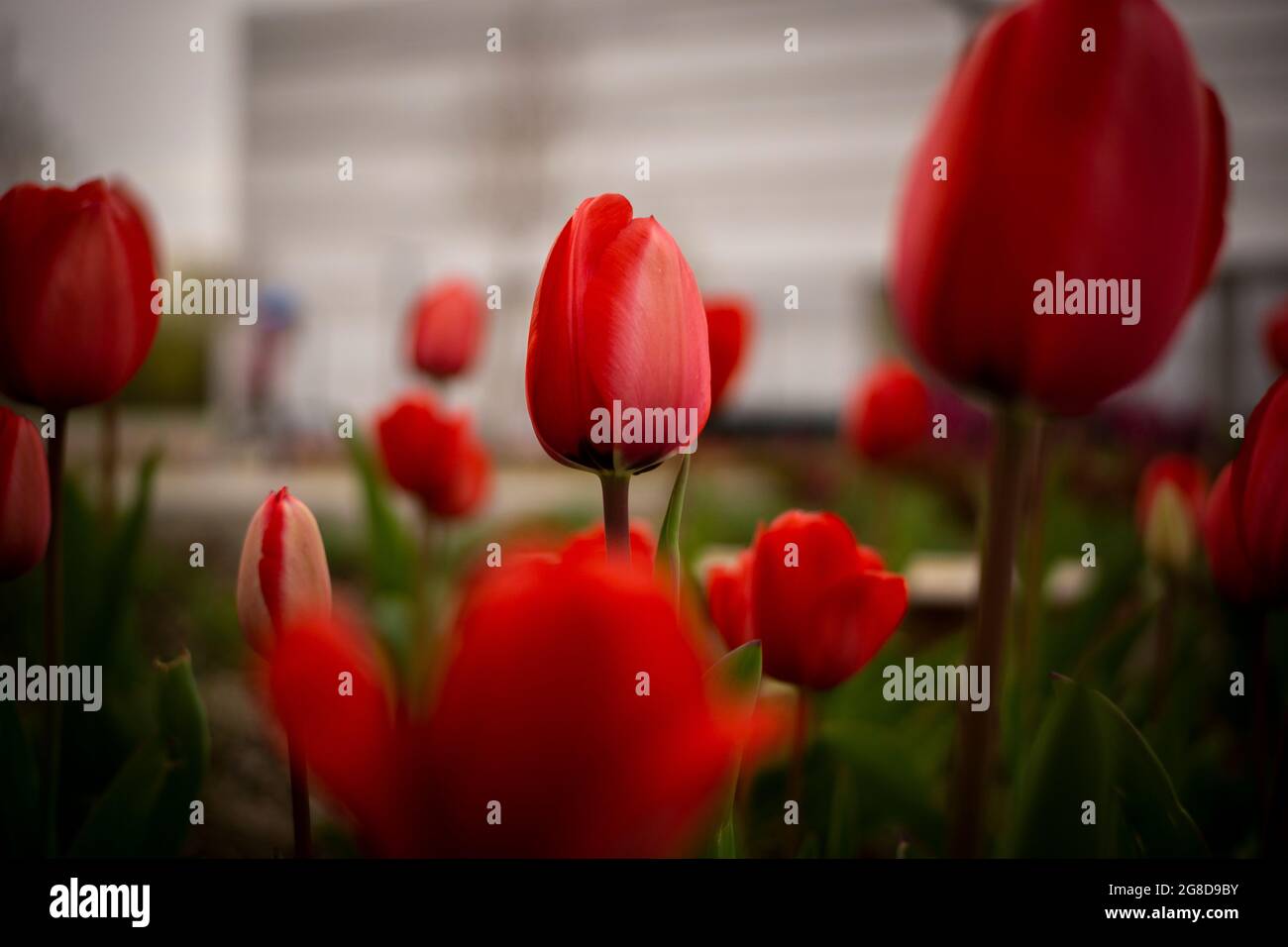 Red Tulip Portrait Stock Photo - Alamy